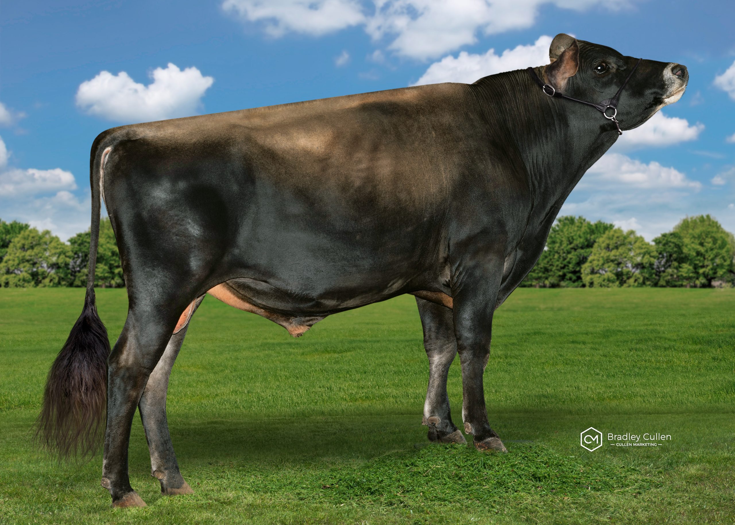 Current Sires | Central Sires Coop