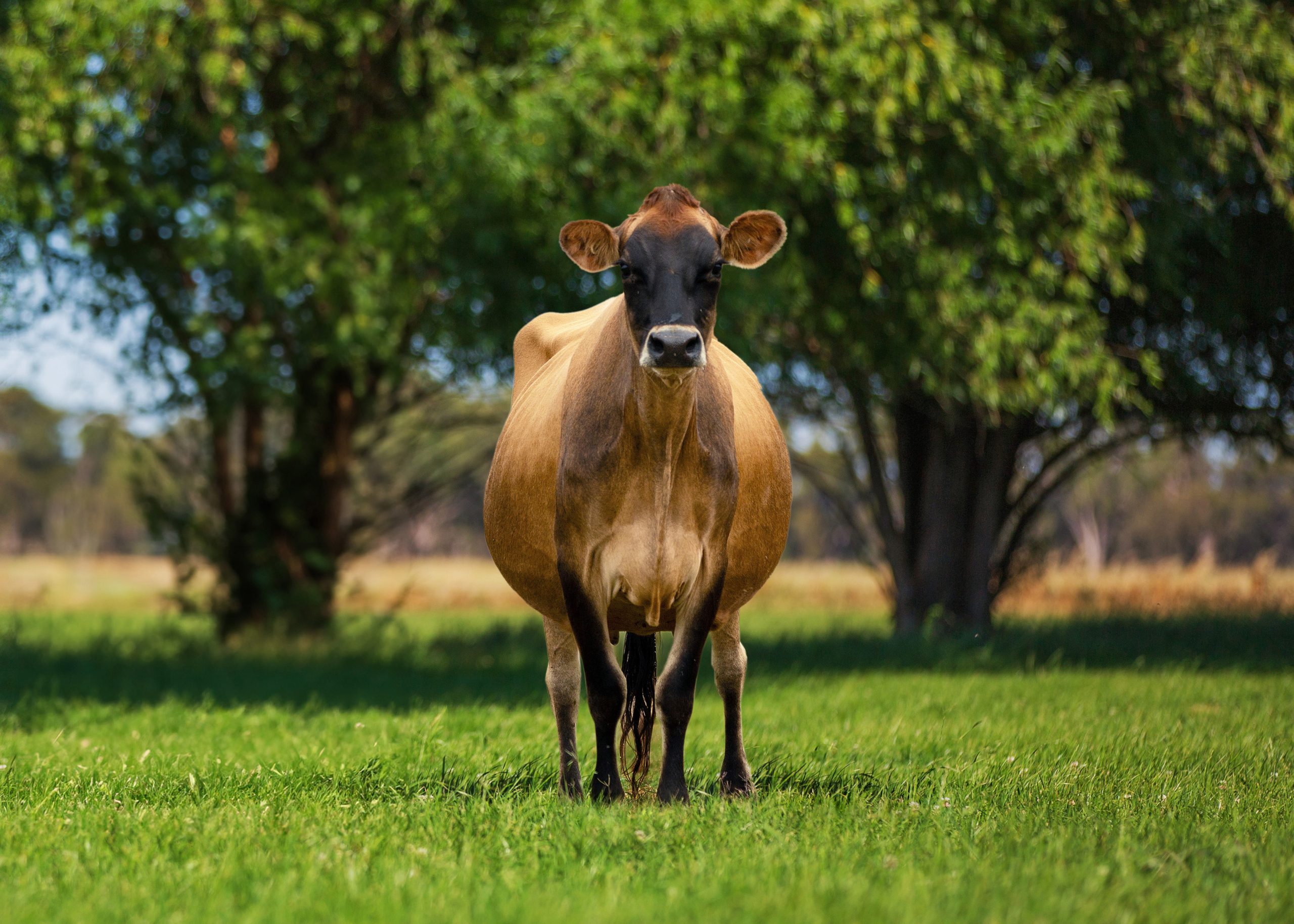 Current Sires | Central Sires Coop